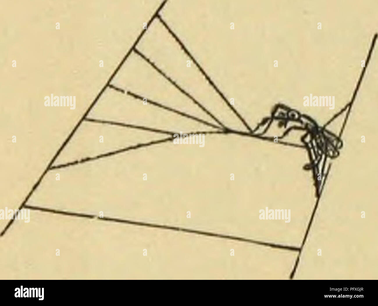 This book provides an in-depth look at orb-weaving spiders in the ...