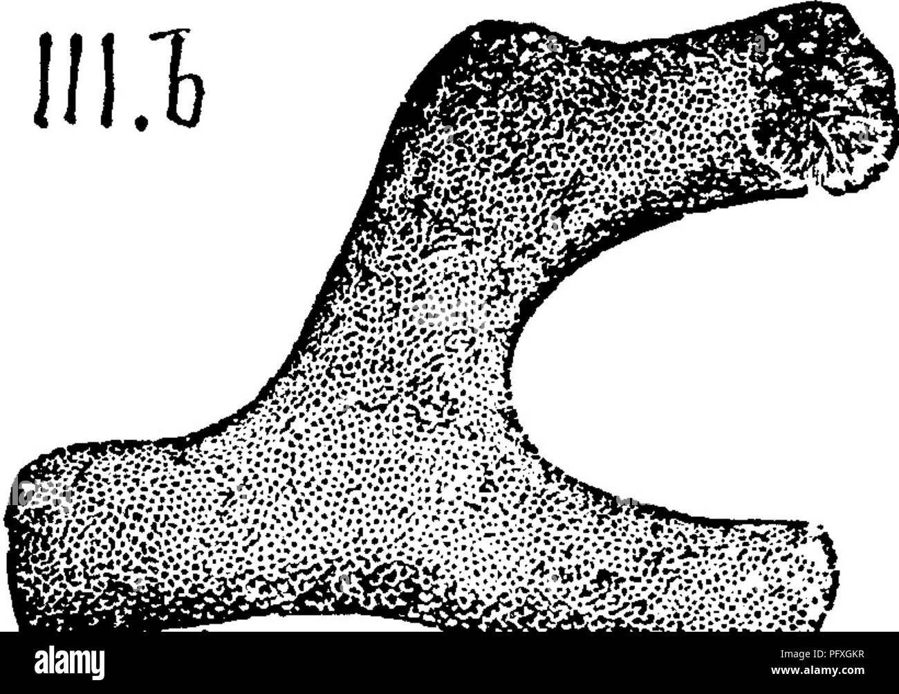 This dictionary compiles fossil species from Pennsylvania and ...