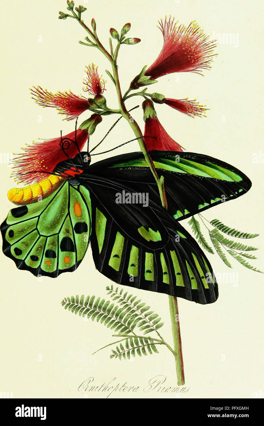 This work provides a detailed natural history of the insects of India ...