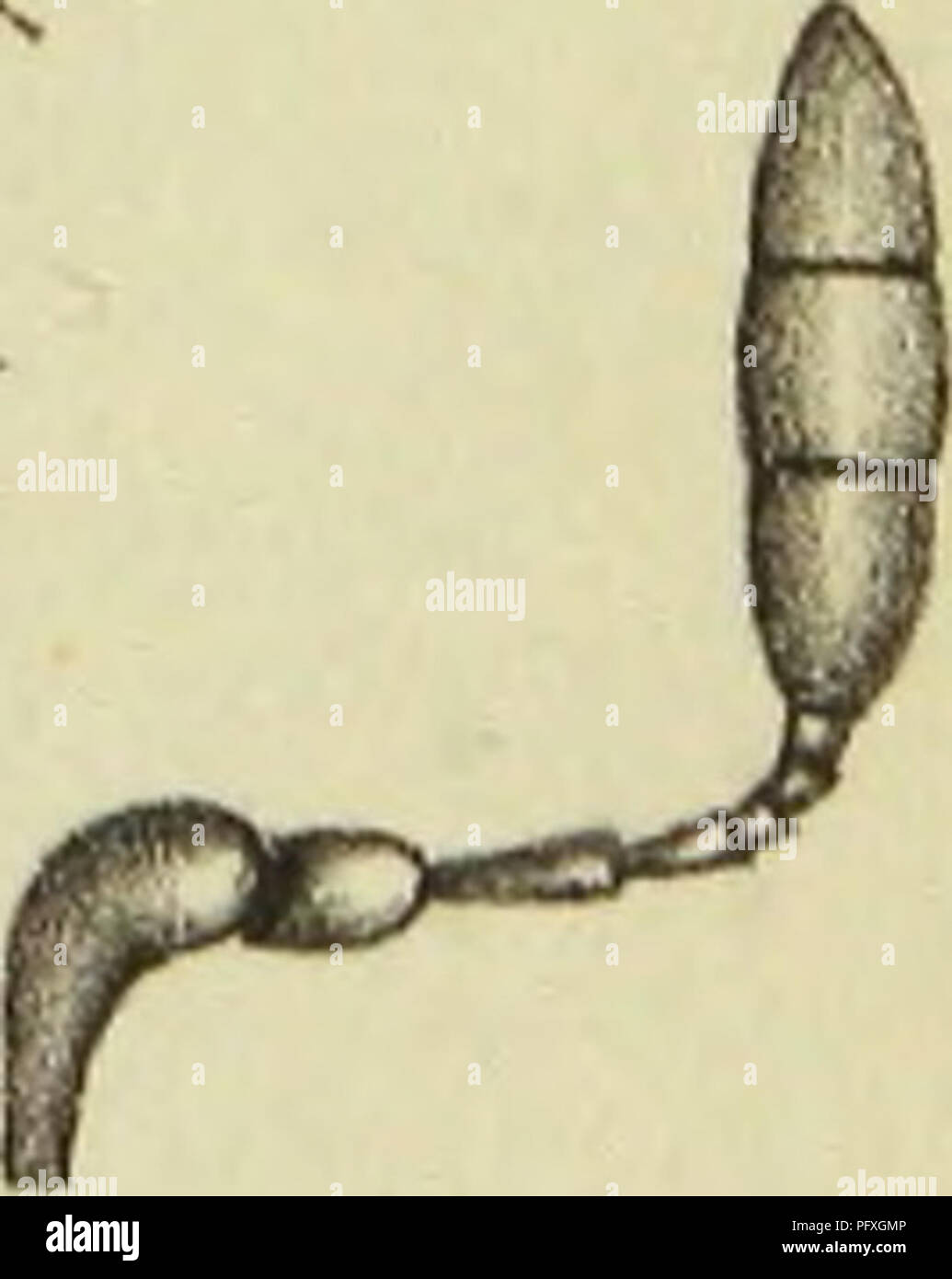 This work on Swiss insects provides illustrations of the most notable ...
