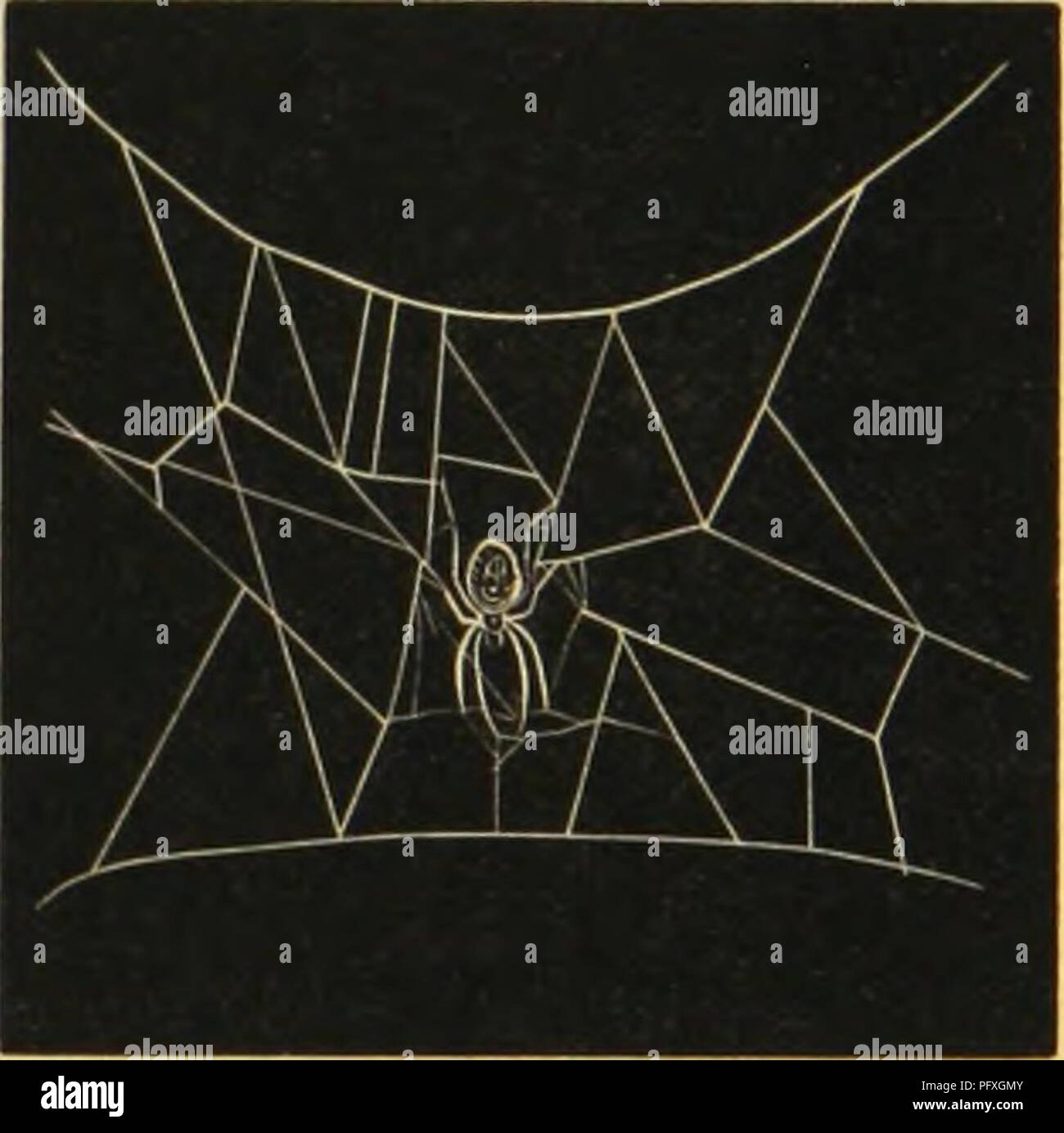 A comprehensive study of orb-weaving spiders in the United States ...