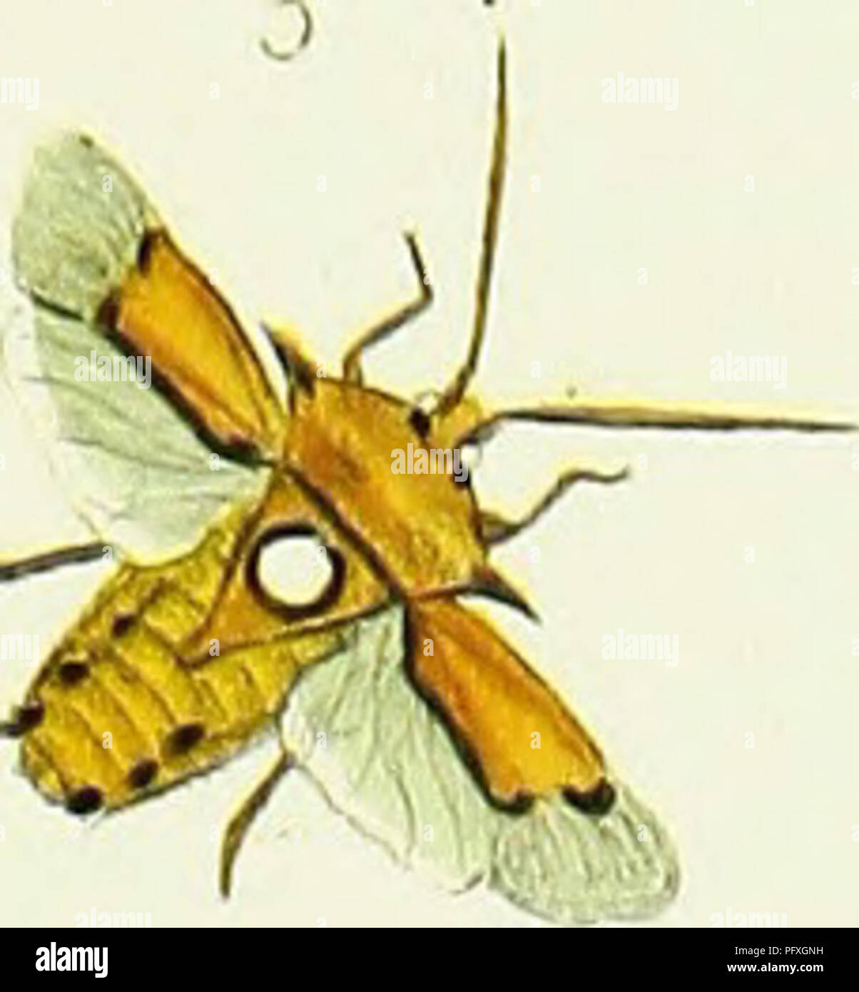 This work presents a comprehensive study of Indian insects, with over ...