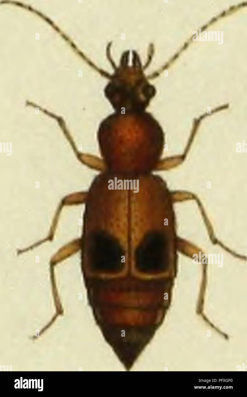 This entomological work illustrates the key insect genera of ...