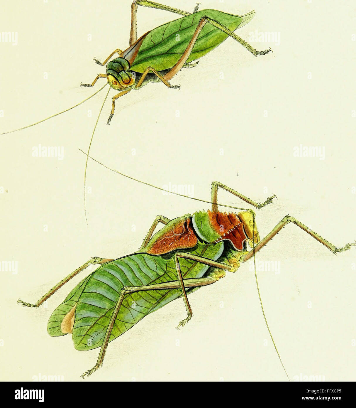 This text provides an extensive guide to the insects of India ...