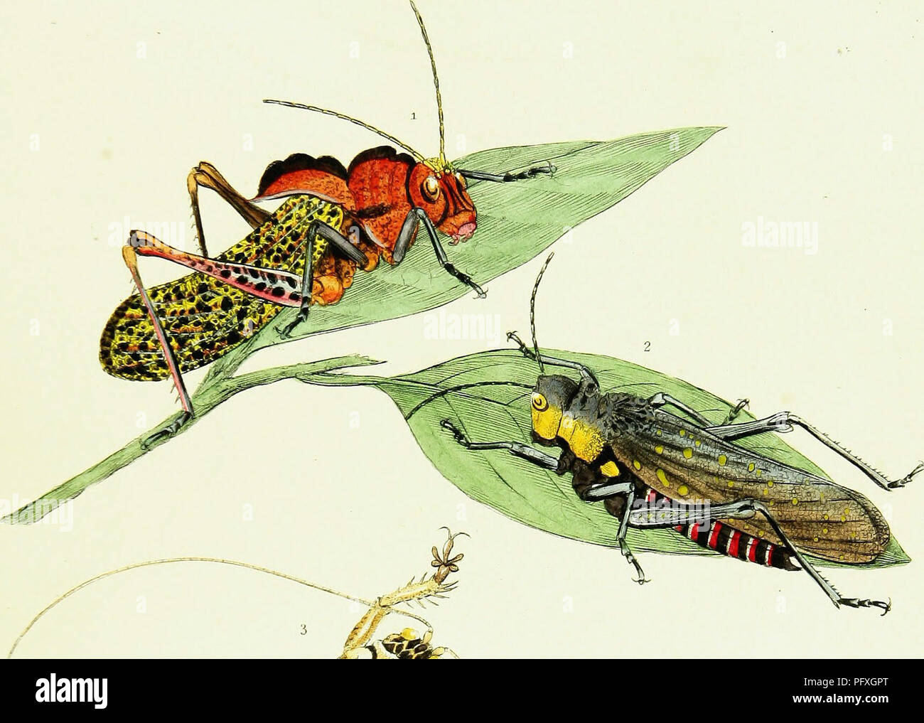 . Natural history of the insects of India, containing upwards of two ...