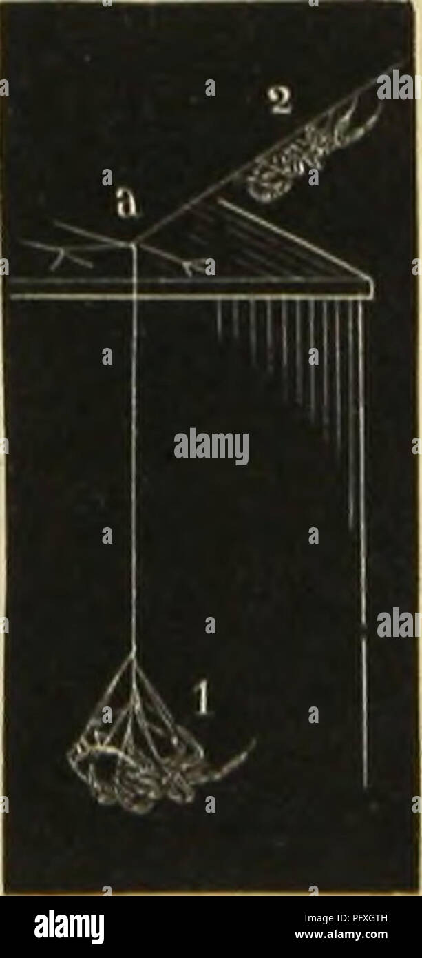 Entangled legs hi-res stock photography and images - Alamy