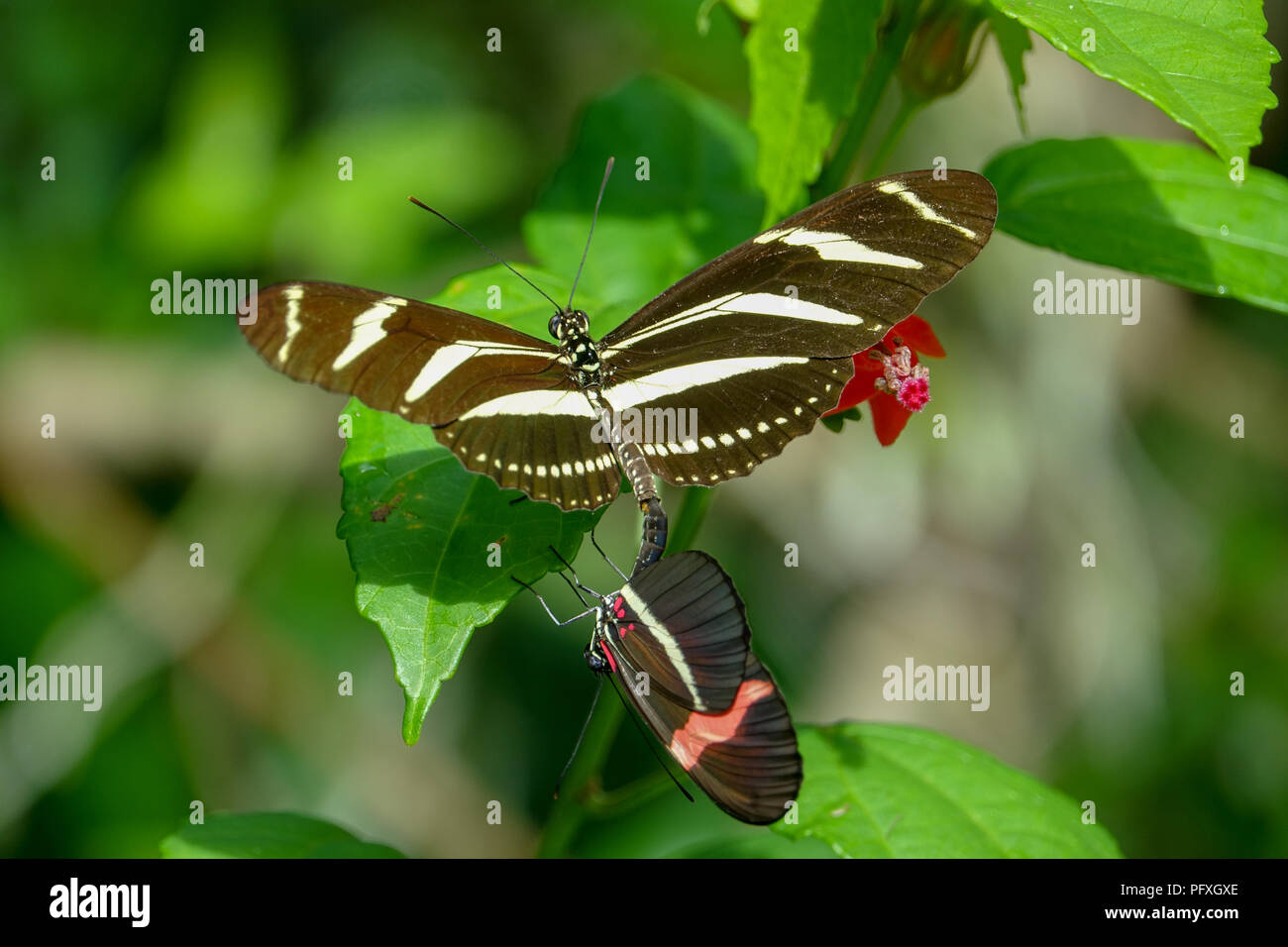 Zebra mating hi-res stock photography and images - Alamy
