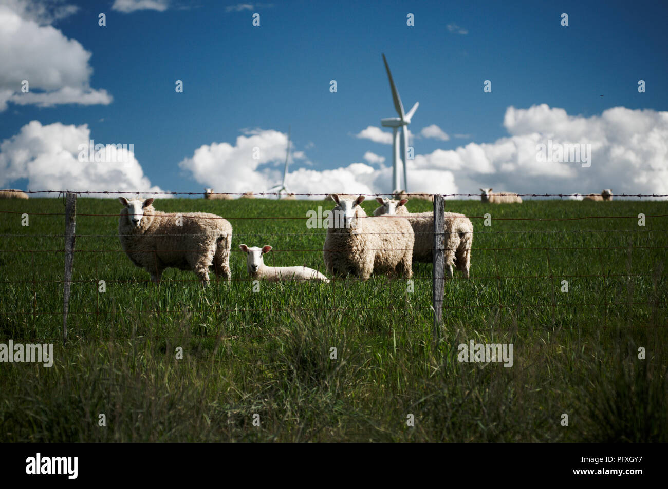 The Stockyard Hill Wind Farm is a wind energy project located 35 km ...