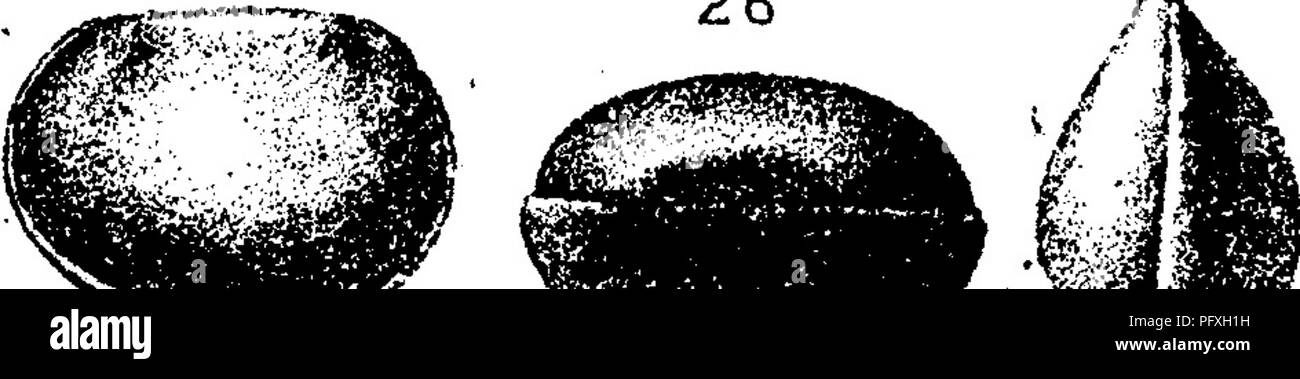 Cythere hi-res stock photography and images - Alamy