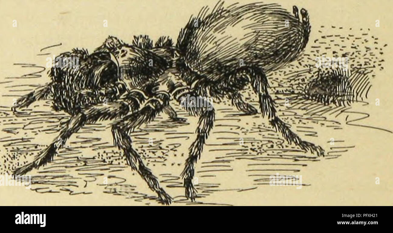 Tarantula burrow prey hi-res stock photography and images - Alamy