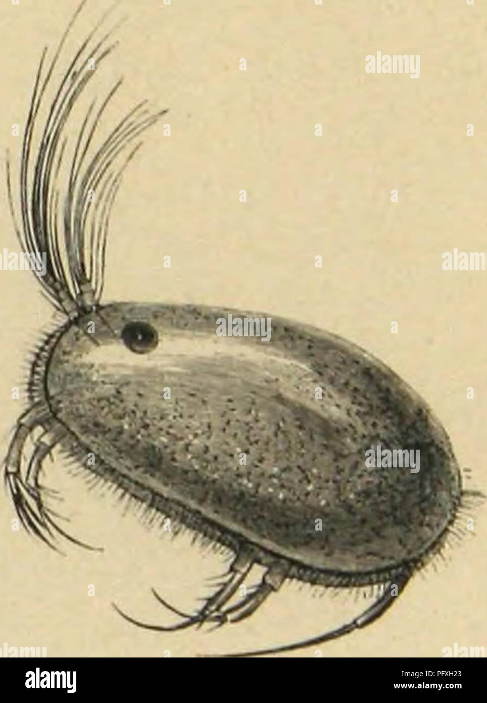 Parasites des poissons hi-res stock photography and images - Alamy