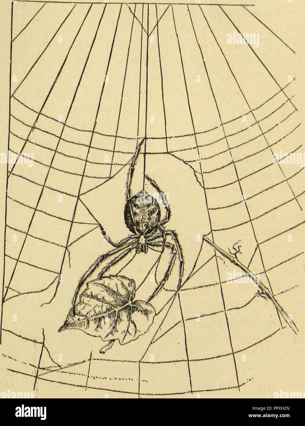 Entangled legs hi-res stock photography and images - Alamy