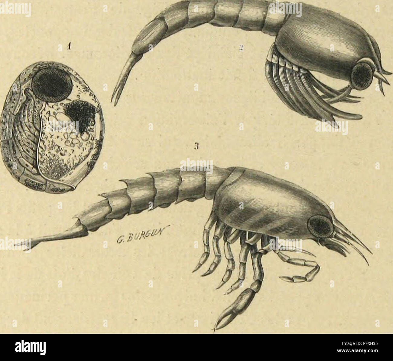 This text describes the metamorphosis and instincts of insects ...