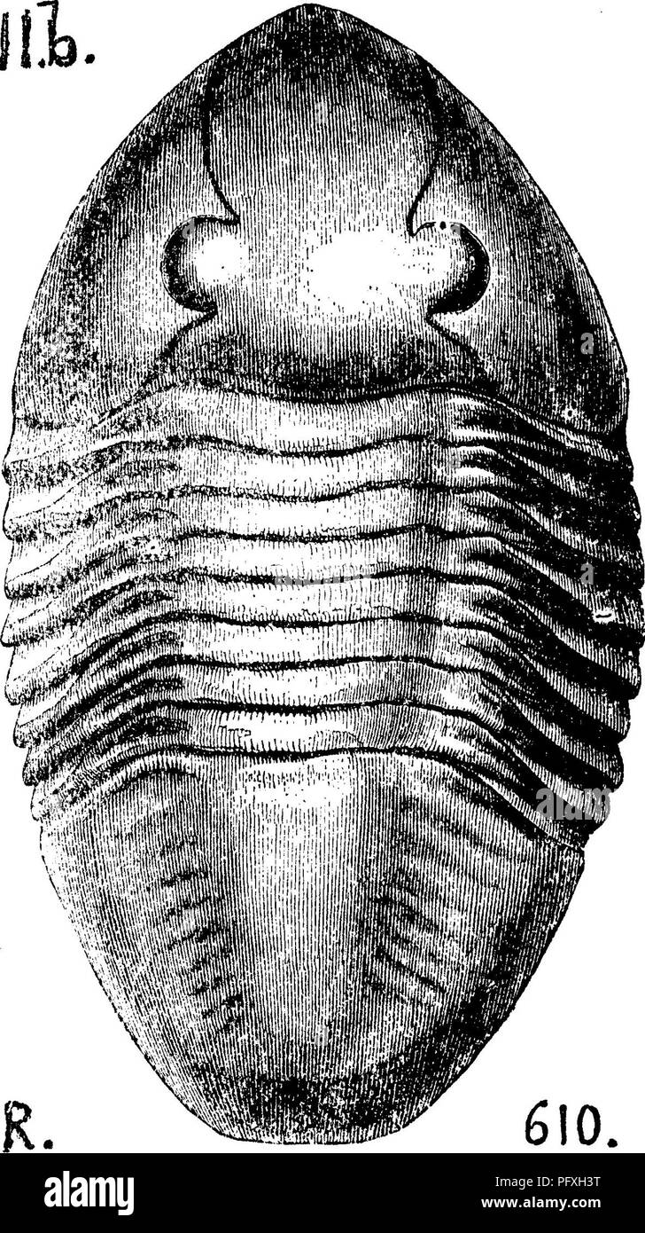 C hudsonius hi-res stock photography and images - Alamy