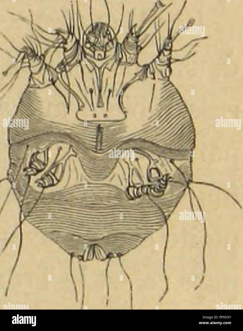 Galeodes High Resolution Stock Photography and Images - Alamy