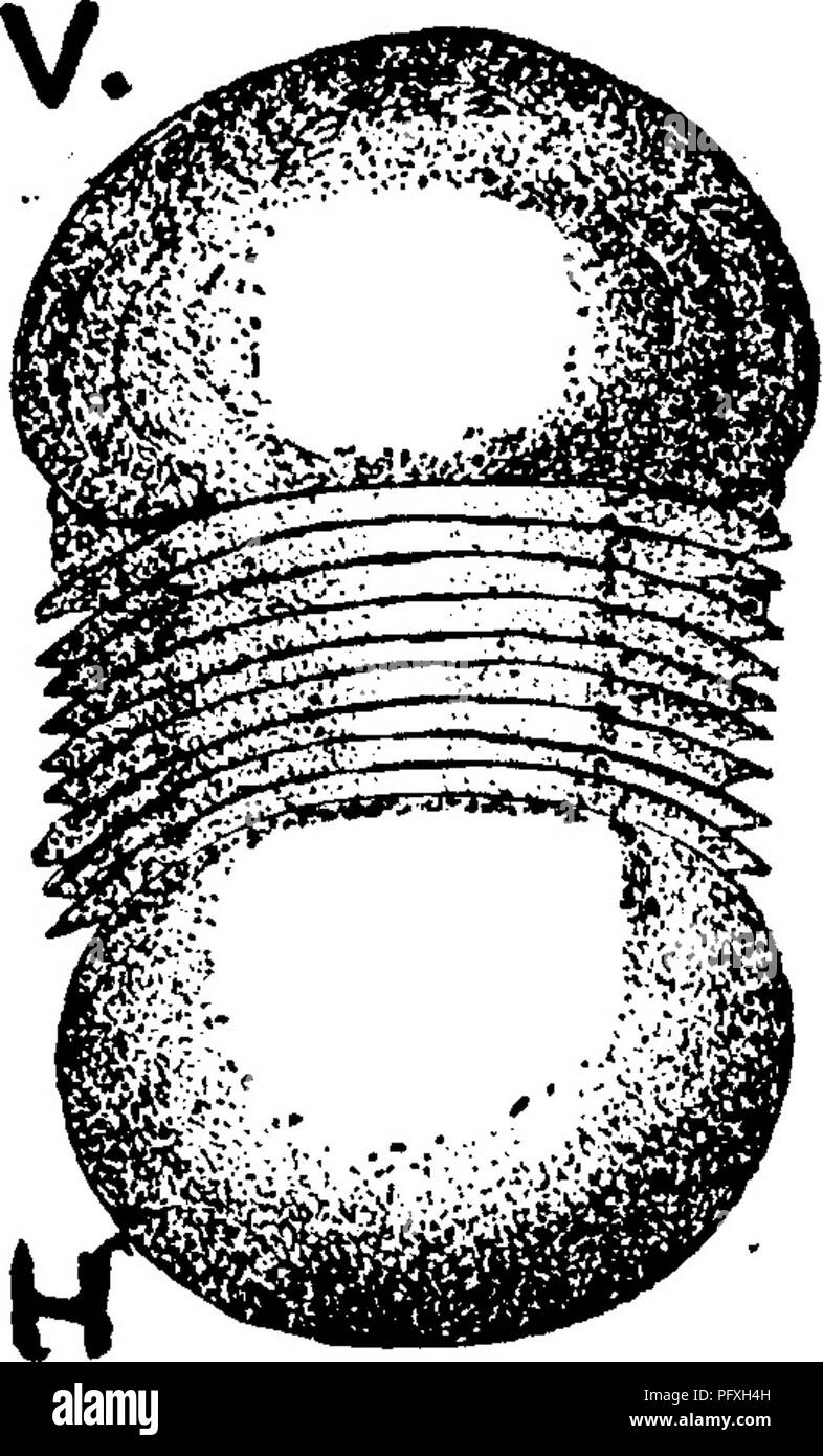 This paleontological dictionary compiles fossil descriptions from ...