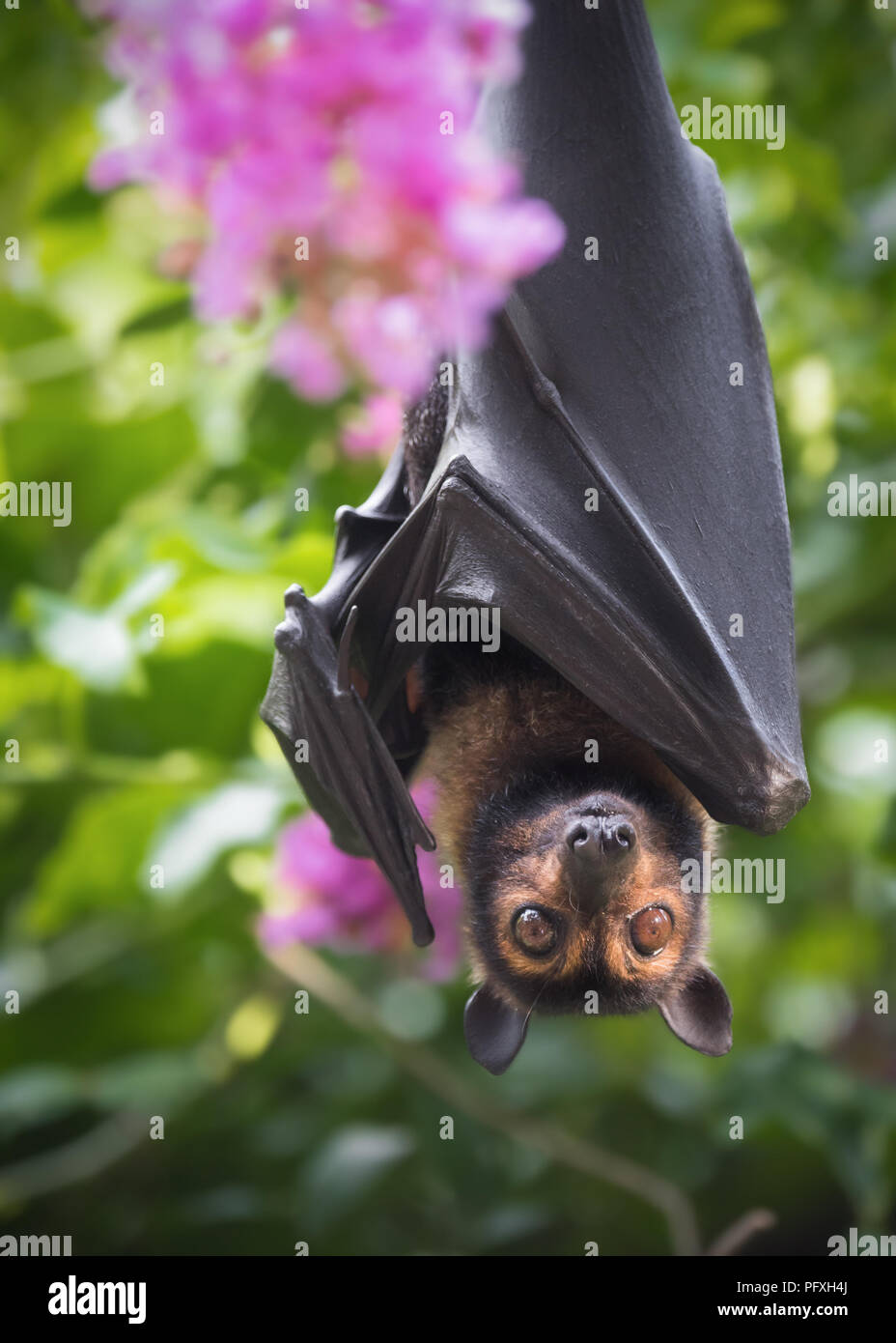 A Spectacled Flying Fox poses with some crepe myrtle at a wildlife ...