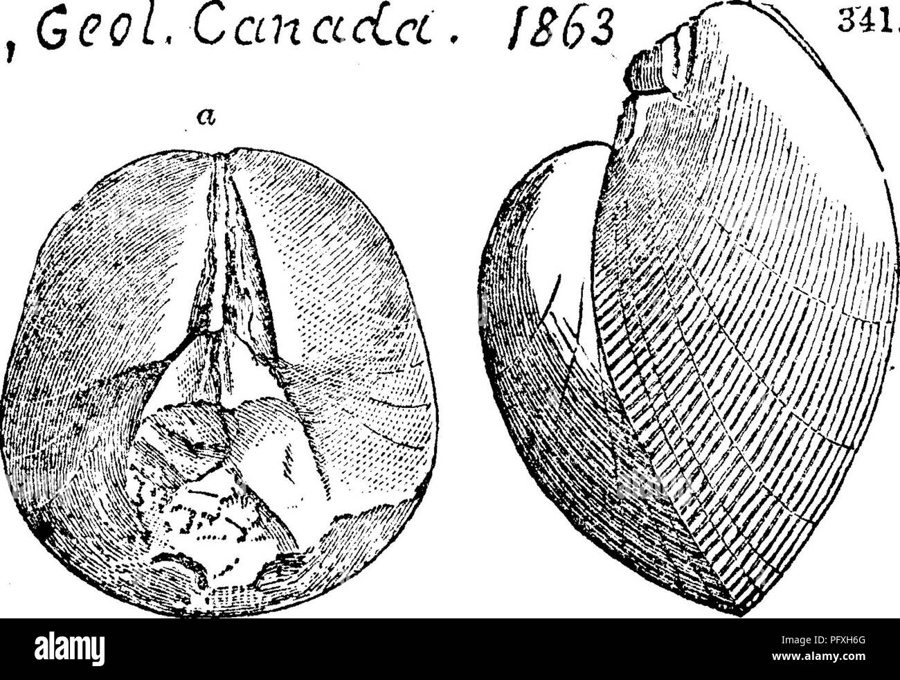 Pentamerus hi-res stock photography and images - Alamy