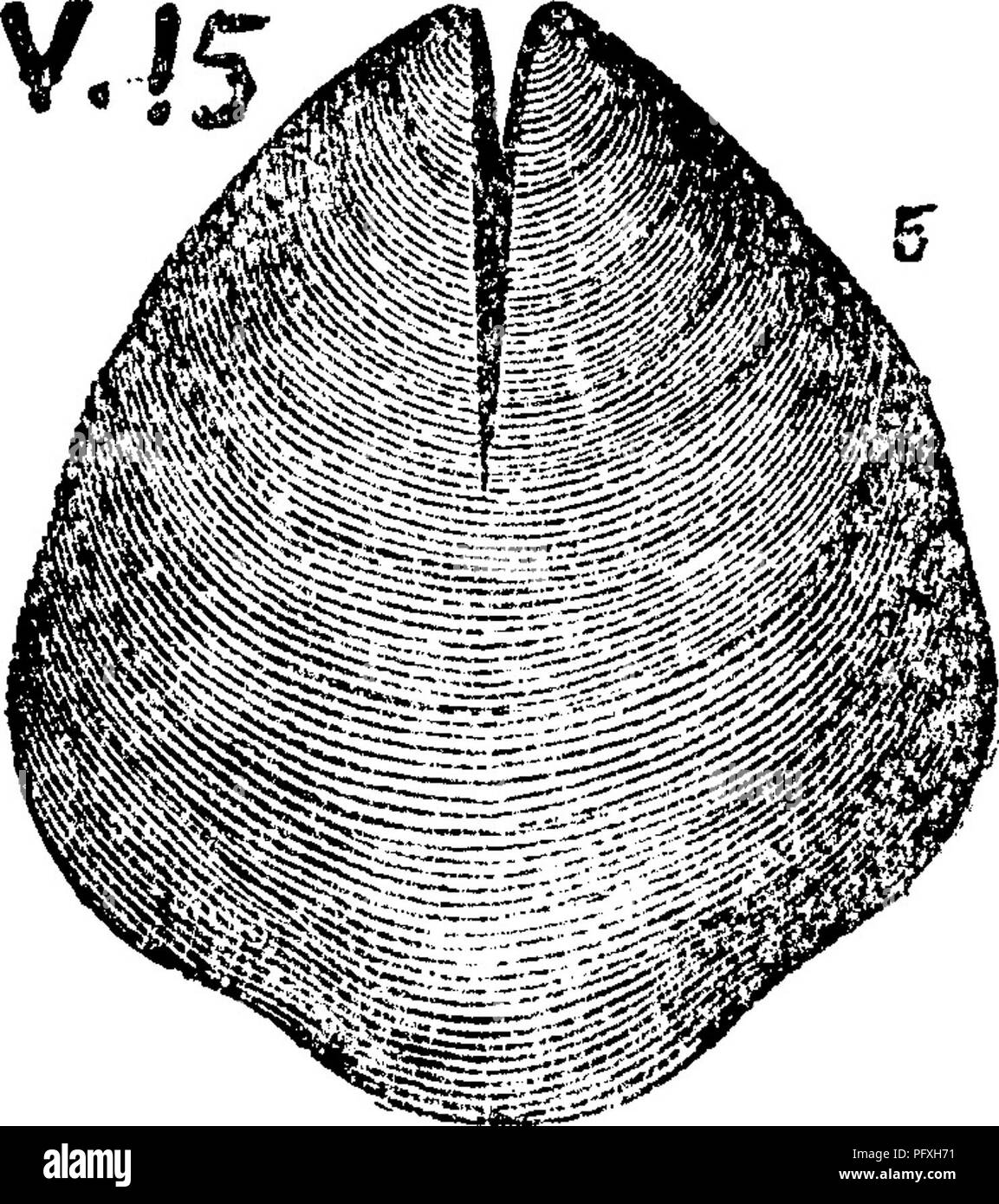 A comprehensive guide to the fossils found in Pennsylvania and ...