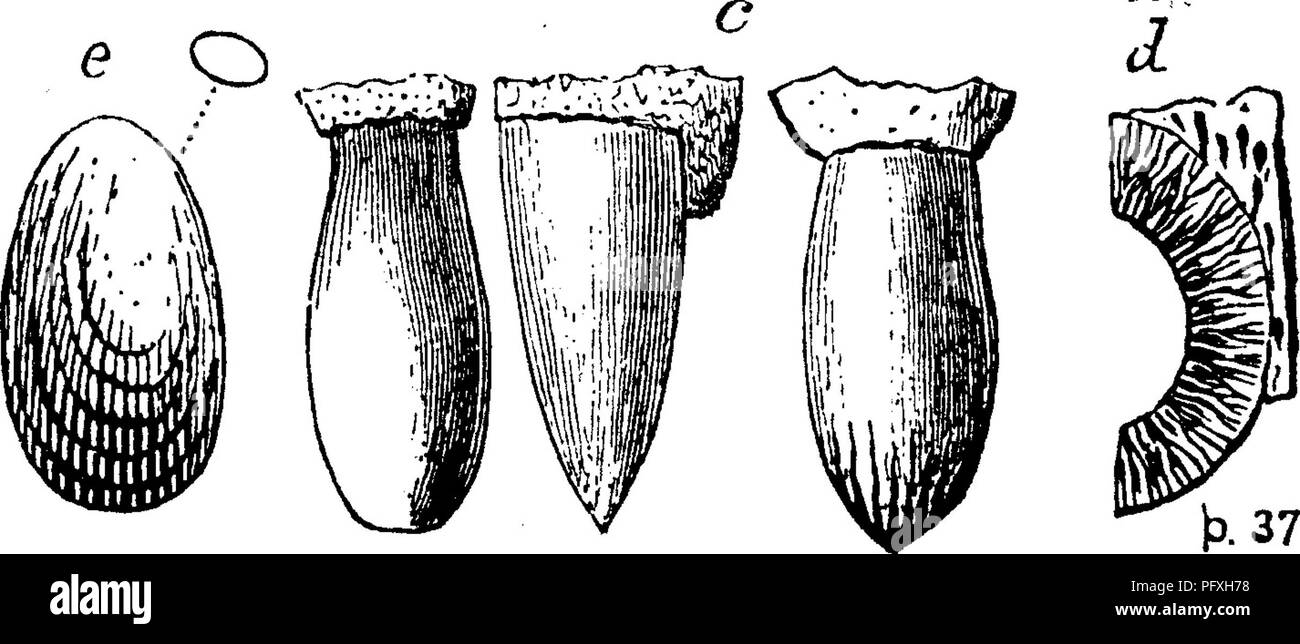 Hylonomus lyelli hi-res stock photography and images - Alamy