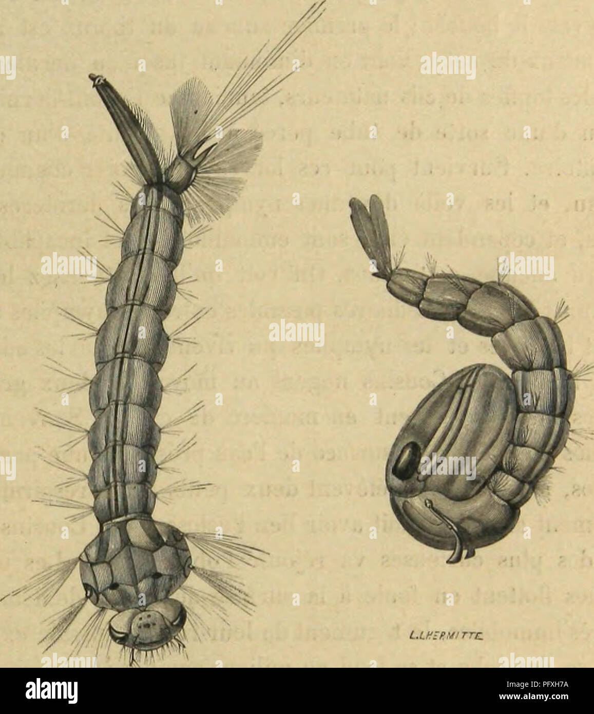 *Métamorphoses Mœurs et Instincts des Insectes* discusses the life ...