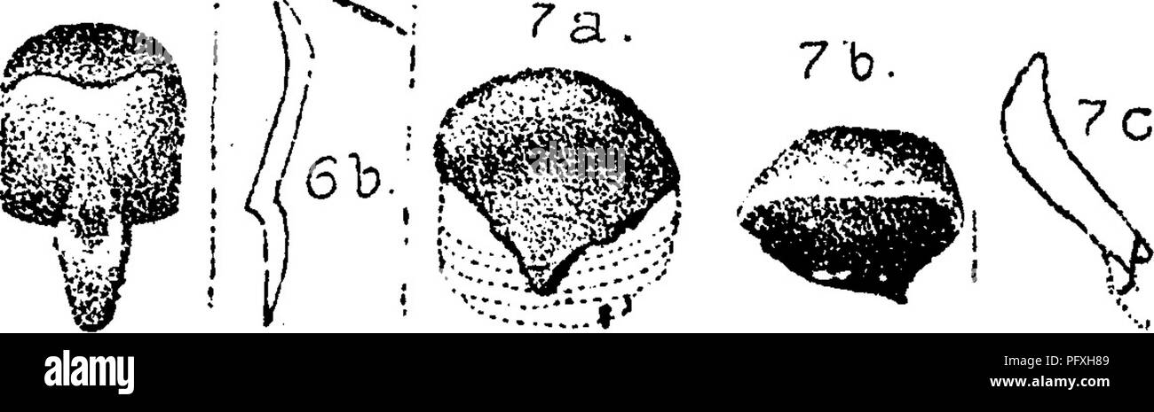 This dictionary documents the fossils found in Pennsylvania and ...