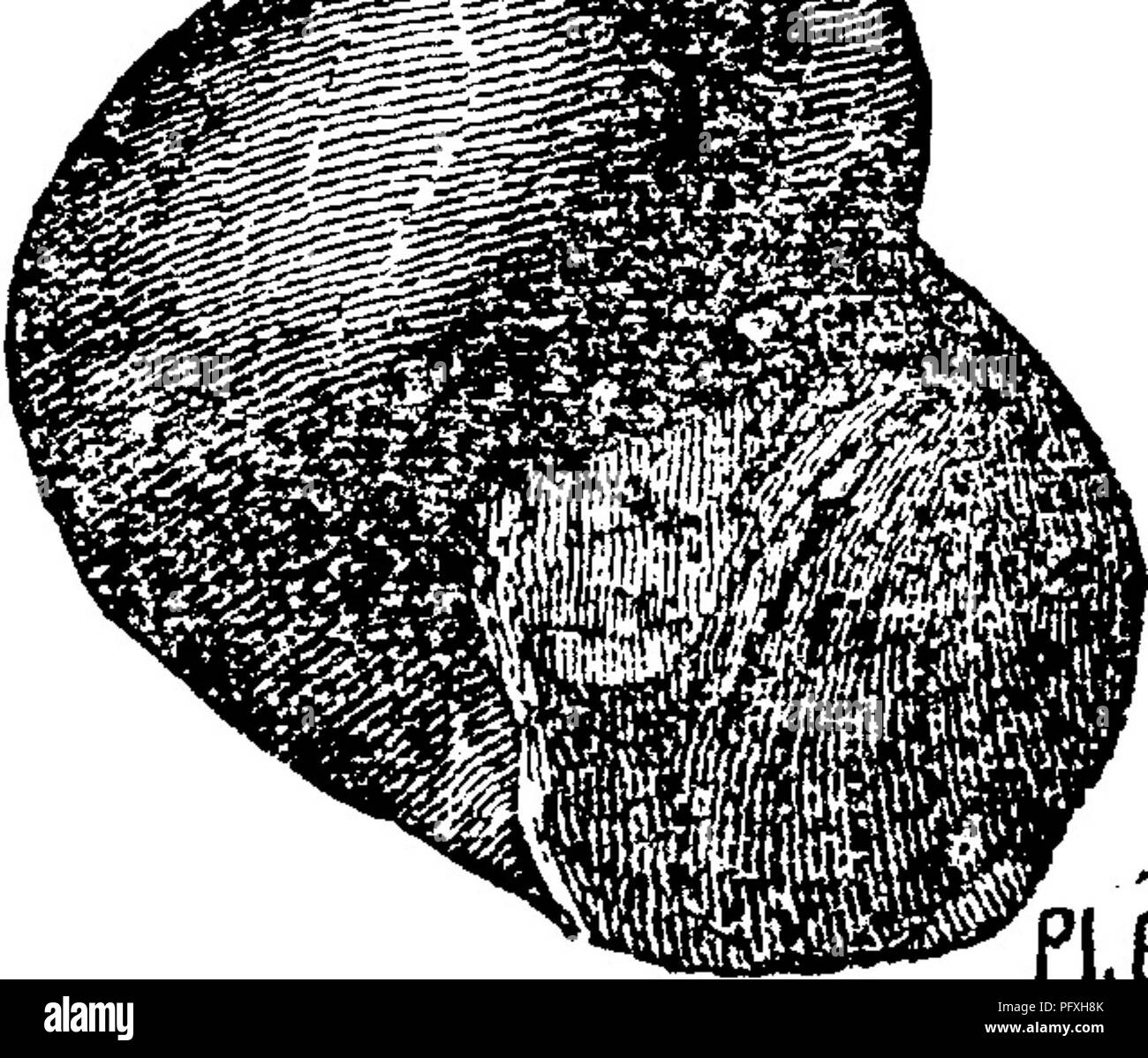 This dictionary compiles fossil specimens from Pennsylvania and ...