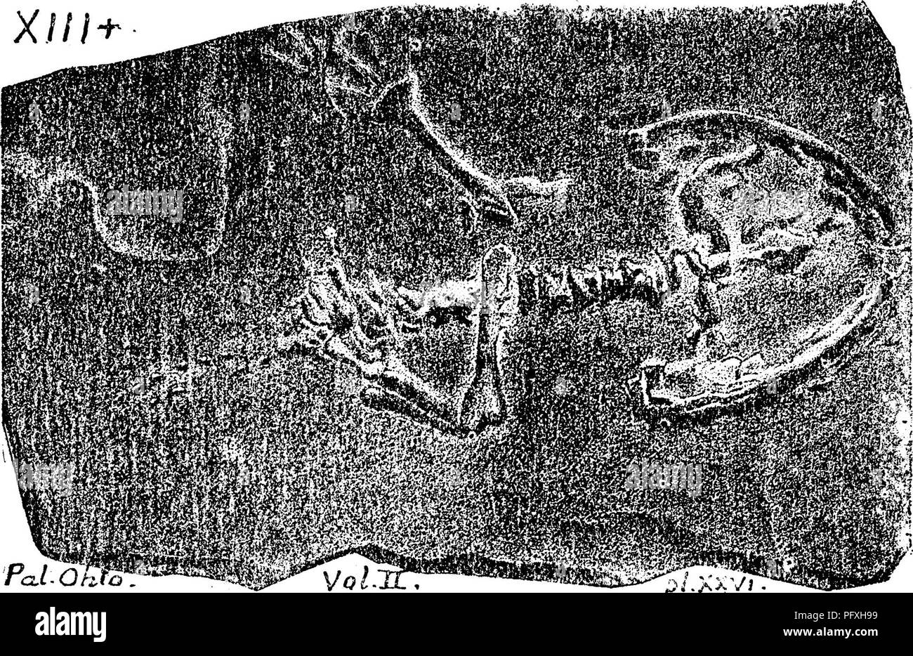 Comprehensive reference cataloging fossil species identified in ...