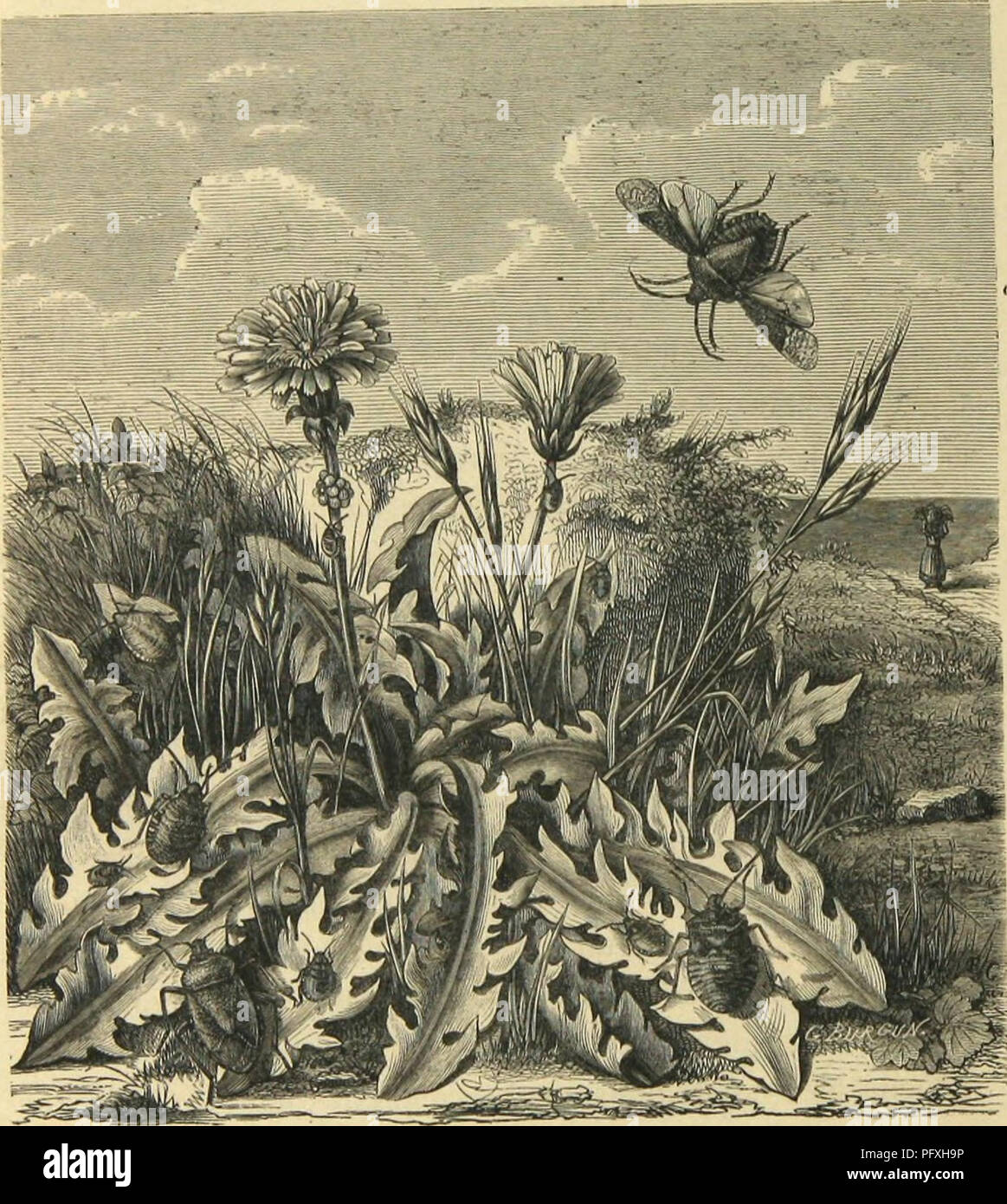 This illustration from 'Méta­morphoses' explores the development and ...