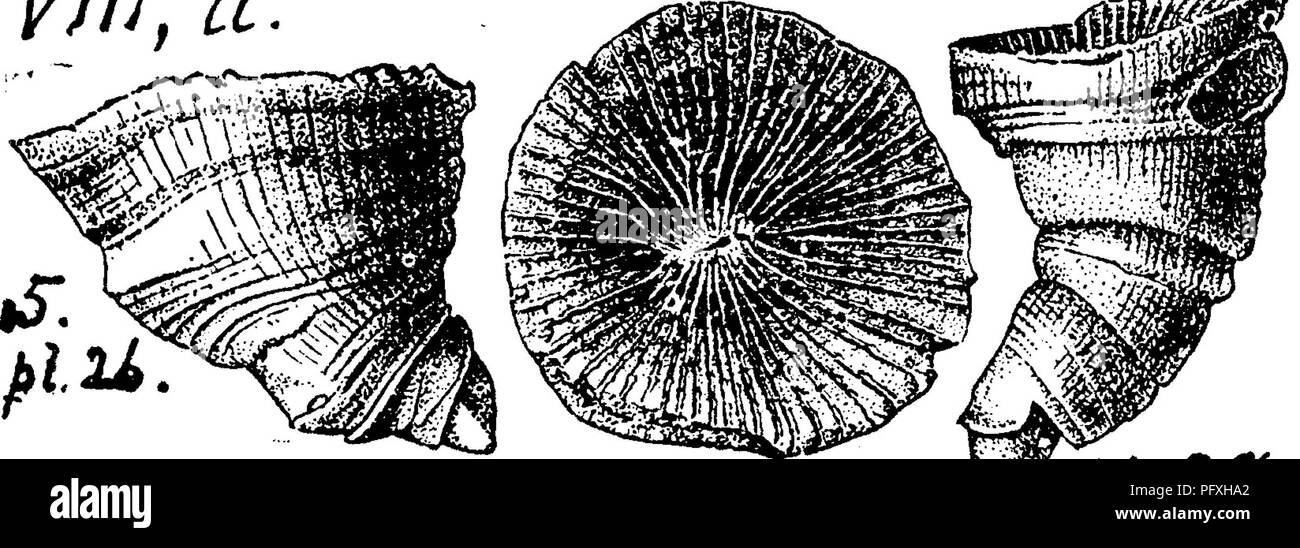 This paleontological dictionary catalogs fossil species from ...