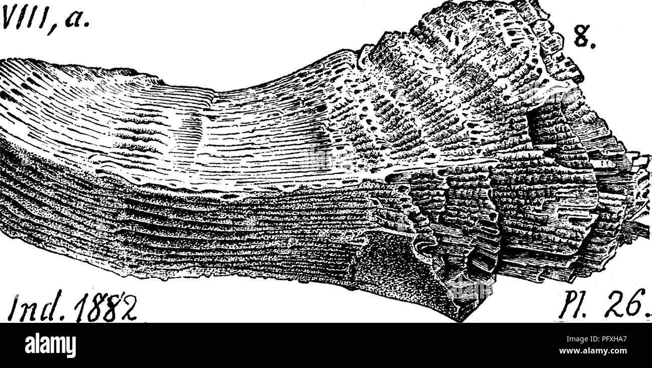 This dictionary catalogs fossil species found in Pennsylvania and ...