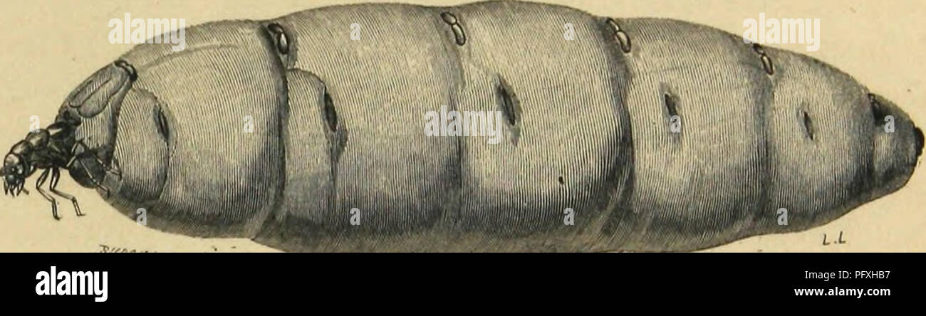 This work discusses the metamorphosis, behavior, and instincts of ...