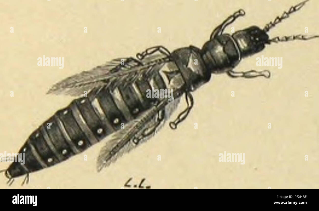 Ocelles High Resolution Stock Photography and Images - Alamy