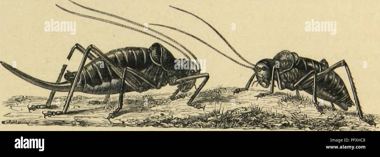 This work on the metamorphosis, behaviors, and instincts of insects ...