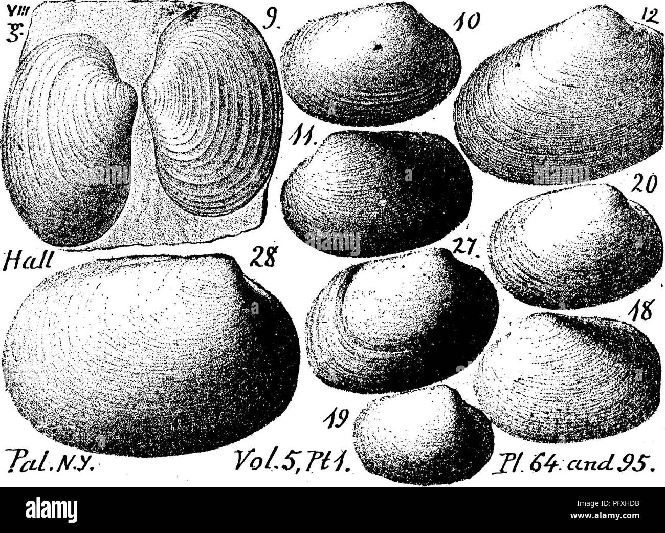 Crushed fossils hi-res stock photography and images - Alamy