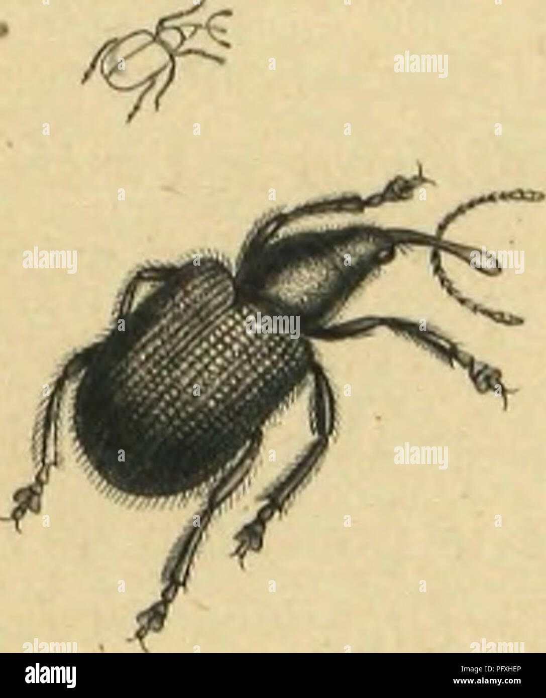 This work delves into the metamorphosis, behavior, and instincts of ...