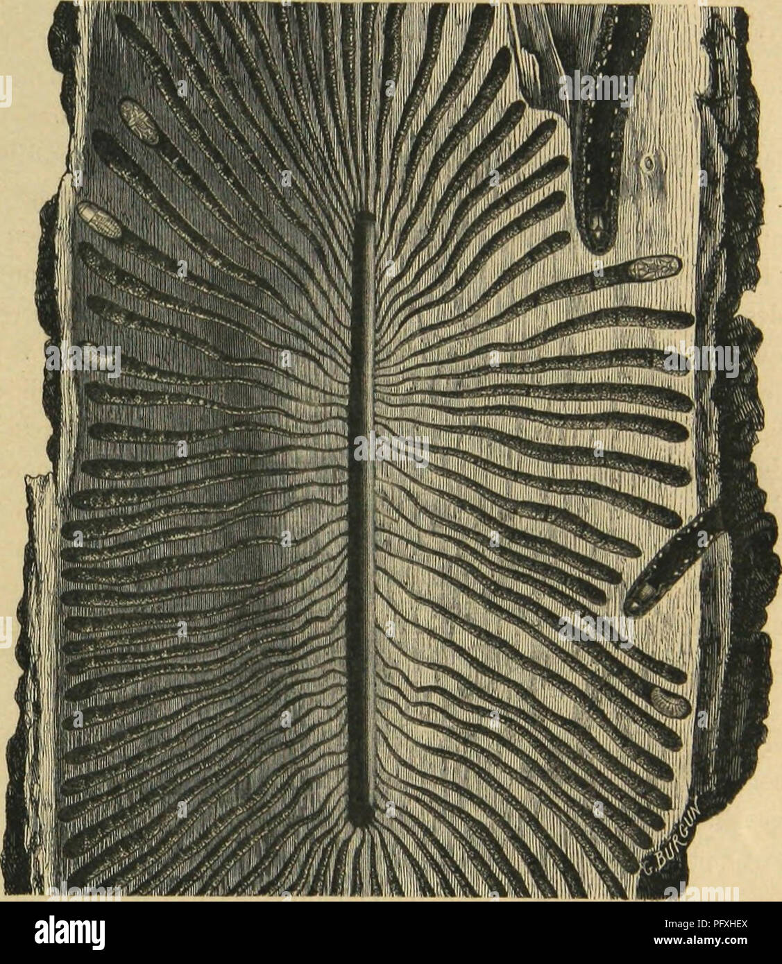 This work explores the metamorphosis, death, and instincts of various ...