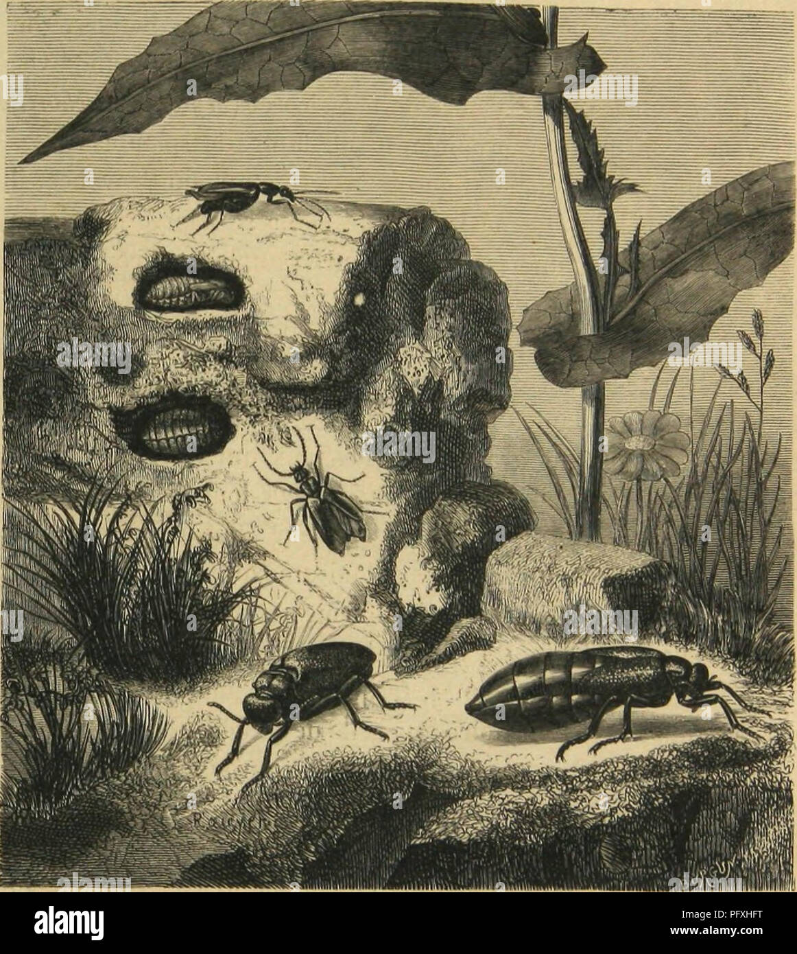 Arbres et insectes hi-res stock photography and images - Alamy