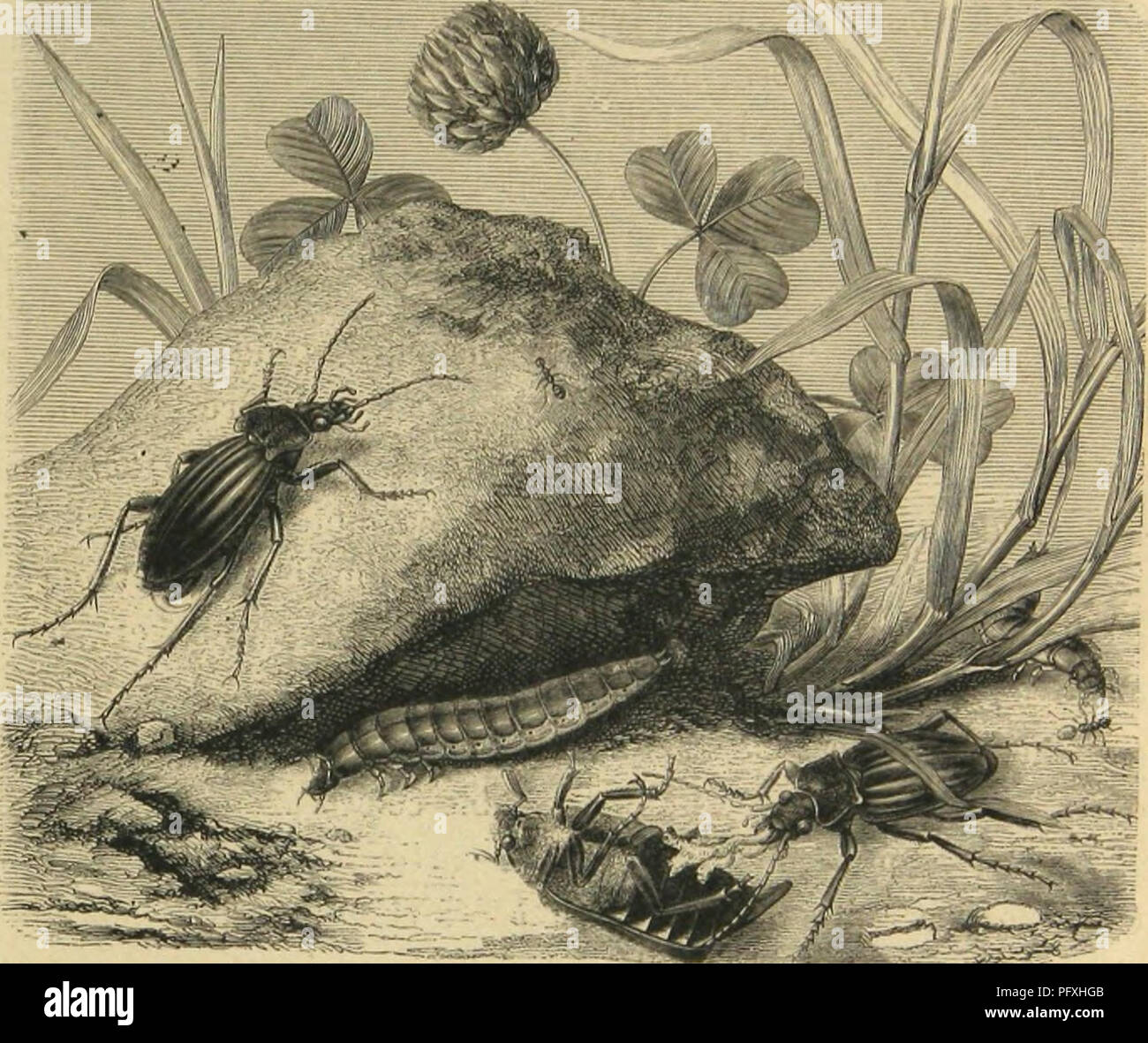 Insectes de printemps hi-res stock photography and images - Alamy