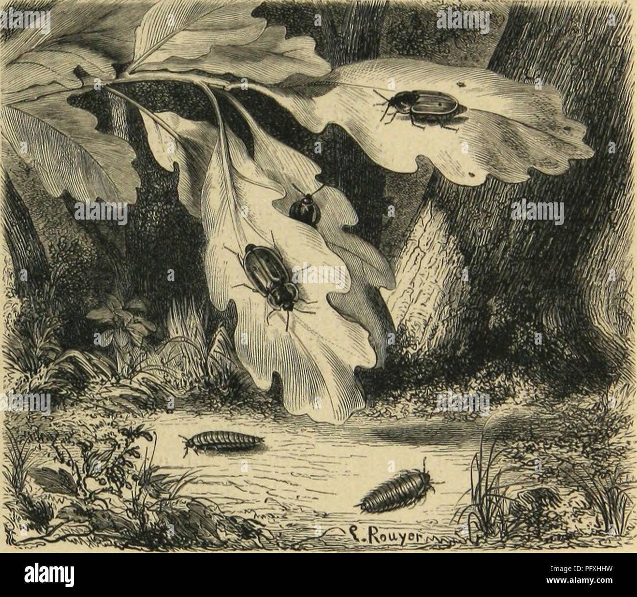 Insectes boucliers hi-res stock photography and images - Alamy