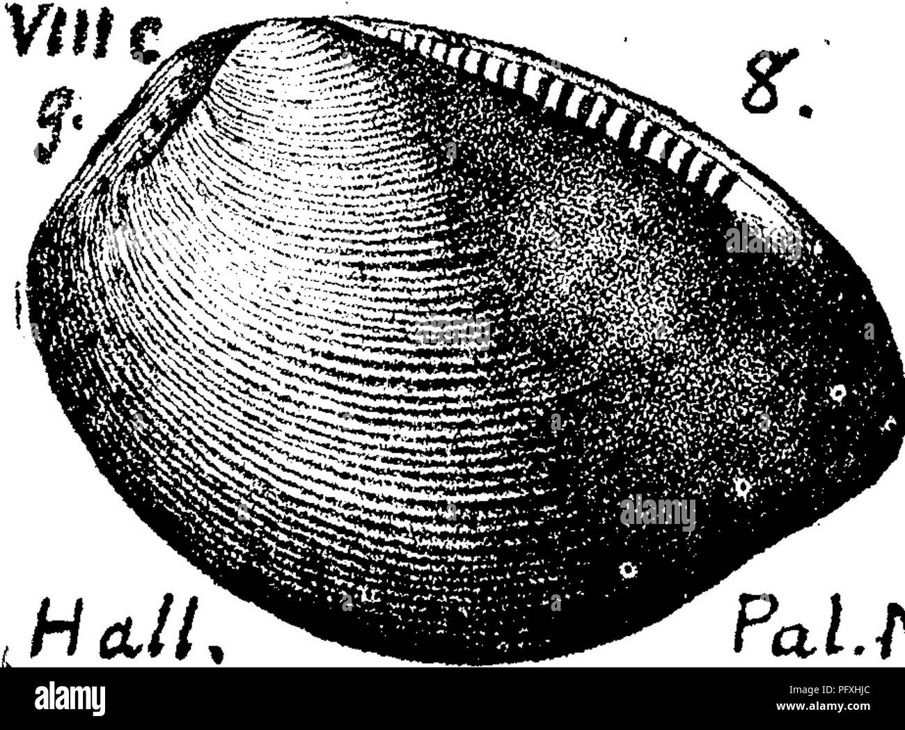 This dictionary provides detailed descriptions of fossil species found ...