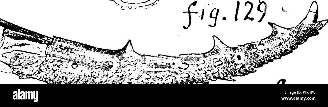 Fusulina Black and White Stock Photos & Images - Alamy