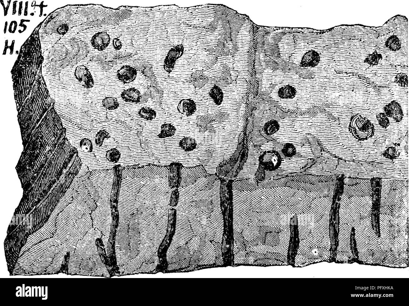 Fucoides hi-res stock photography and images - Alamy