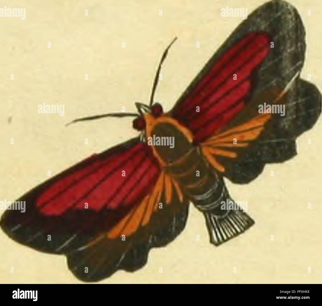 This illustrated book provides a detailed look at various species of ...