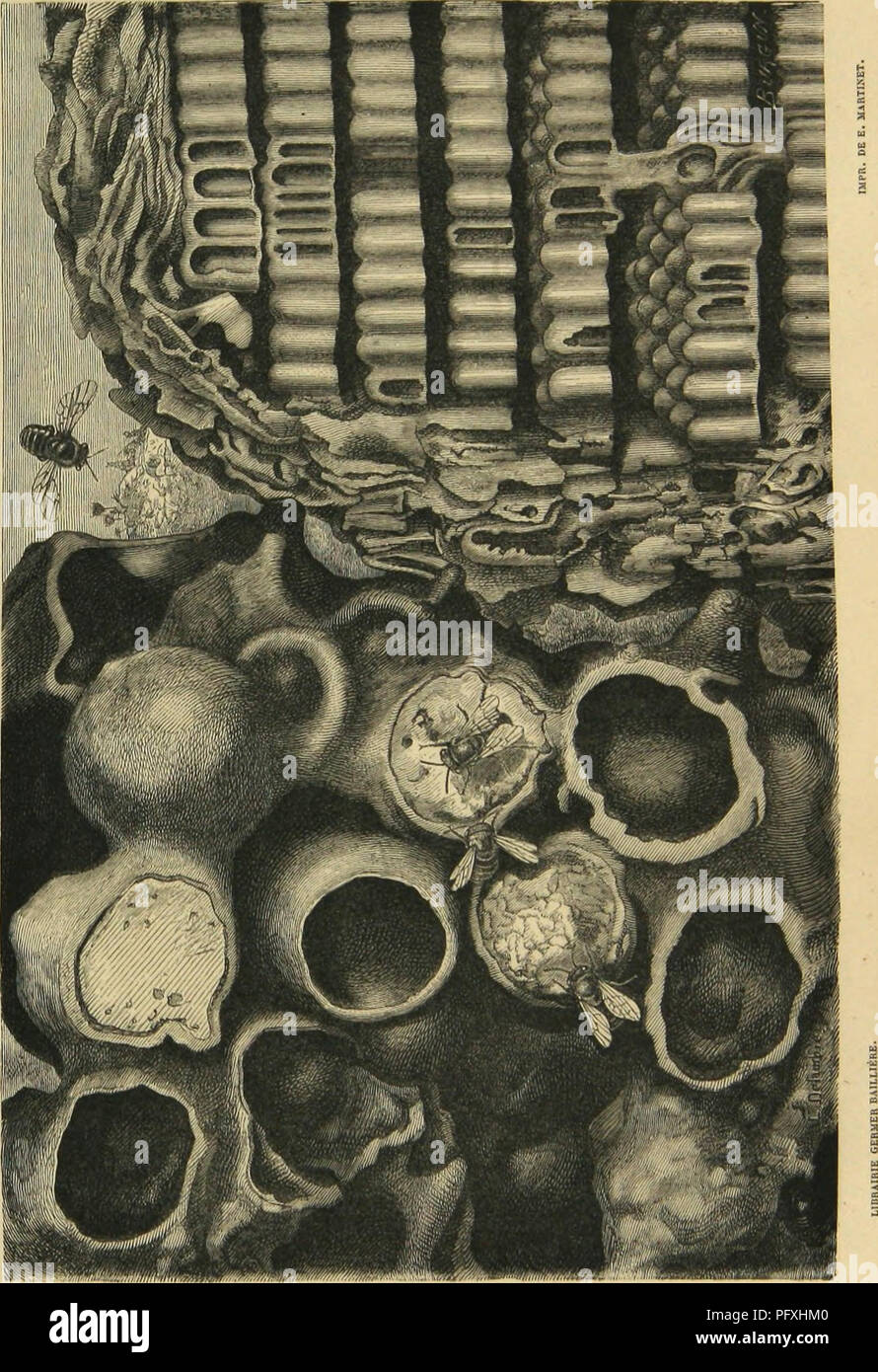This 19th-century work by Émile Blanchard details the metamorphosis ...