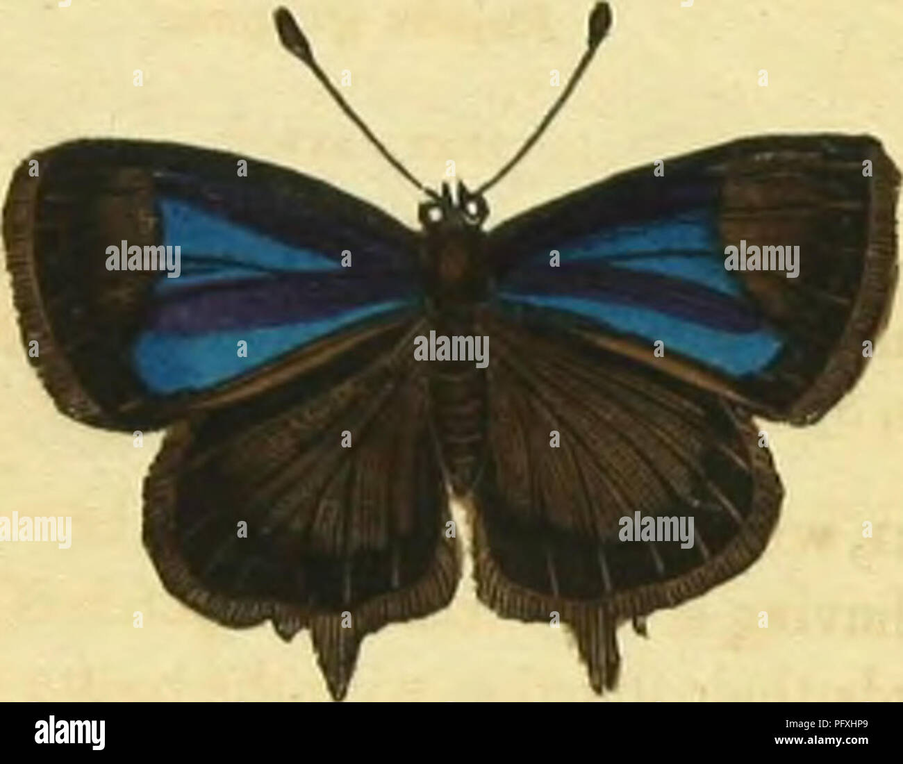 This book contains 144 colored engravings of butterflies, sphinges, and ...