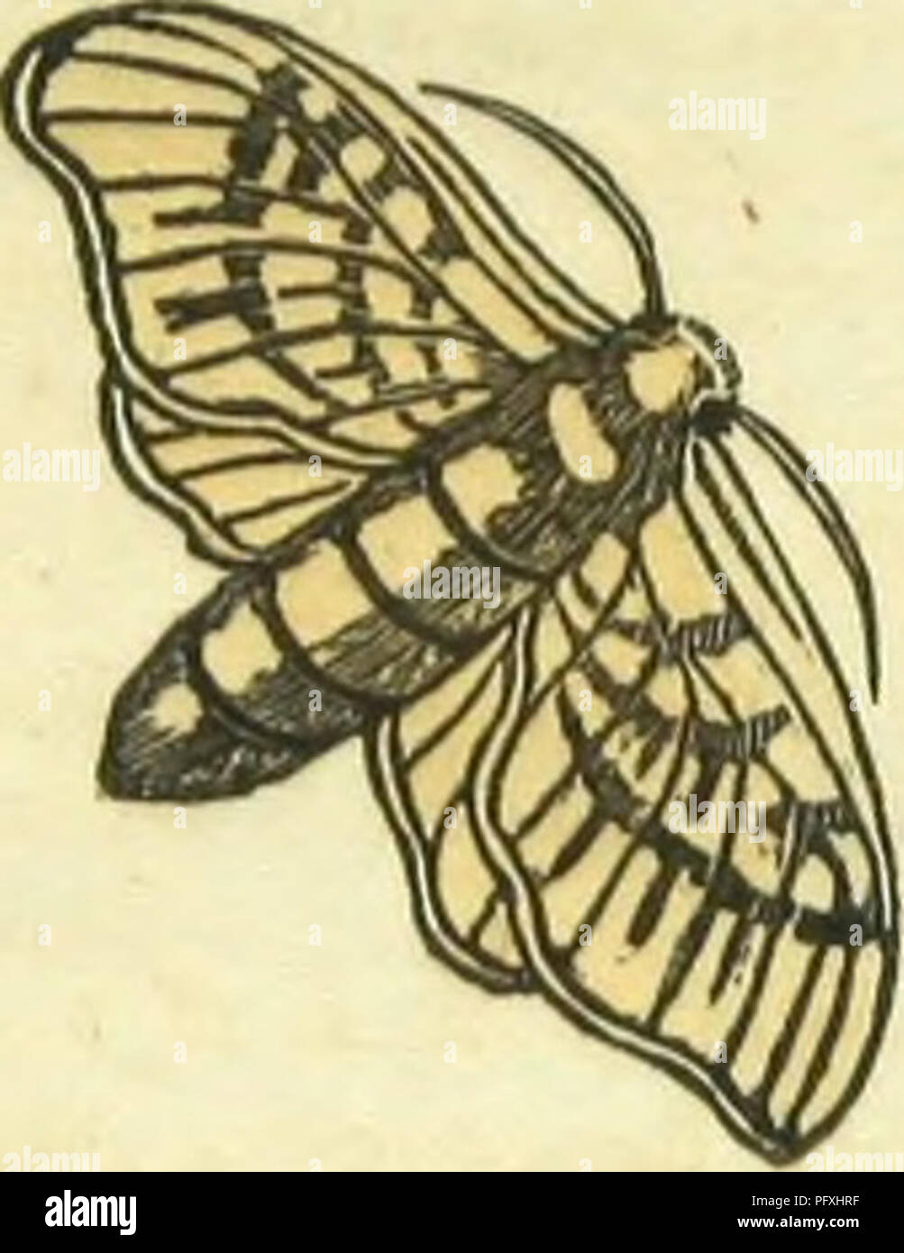 The book details various butterflies, sphinges, and moths, featuring ...