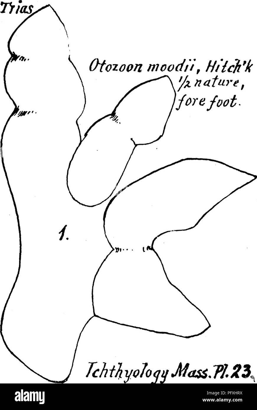 This fossil dictionary outlines the identification of various ...