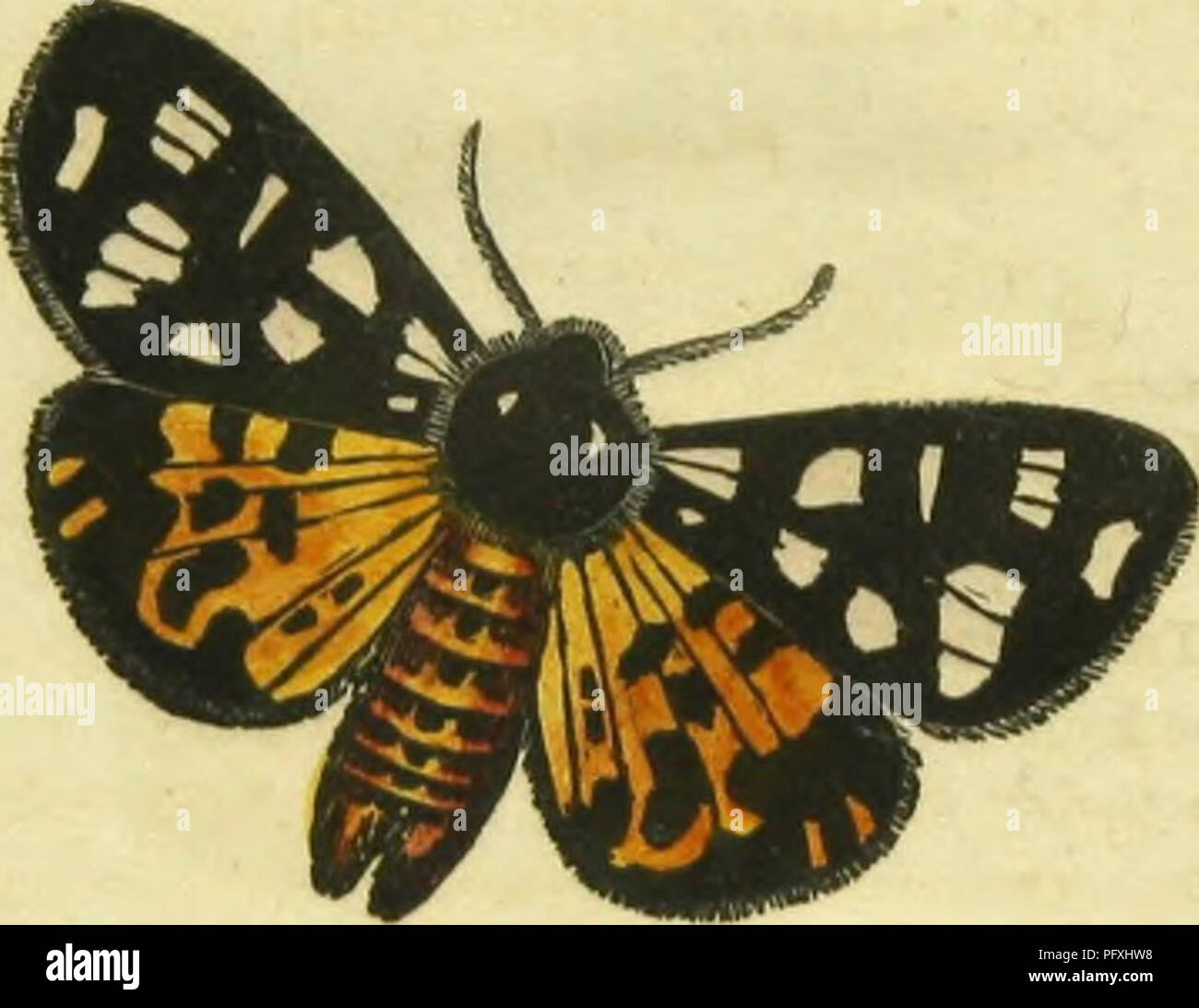 Illustration of the Cream Spotted Tiger Moth (Phalana villica), a ...
