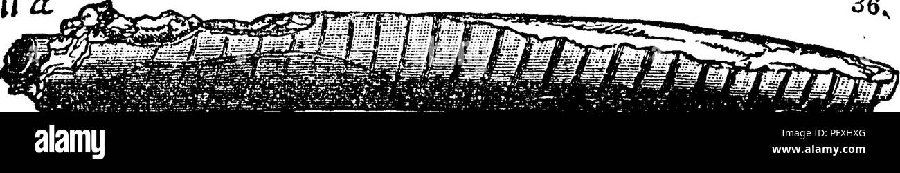 Siphuncle hi-res stock photography and images - Alamy